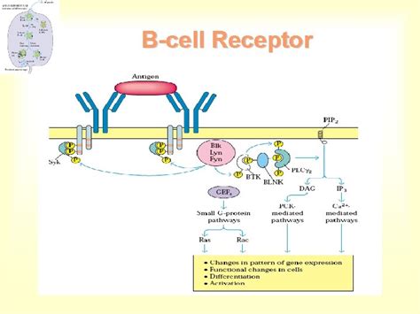 Bcell Maturation Activation And Differentiation B Cell Receptor