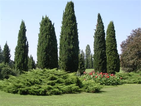 Types Of Cypress Trees For The Garden Complete Guide Species And Care