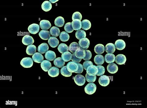 Staphylococcus Haemolyticus Banque De Photographies Et Dimages à Haute Résolution Alamy