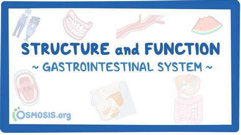 Gastrointestinal System Structure And Function Video Causes And Meaning Osmosis