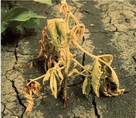 0 Phytophthora Root Rot Courtesy H A Lamey Download Scientific Diagram