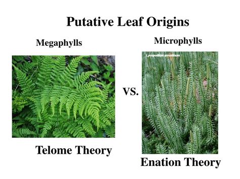 Ppt Ferns And Fern Allies Powerpoint Presentation Free Download Id 4122423