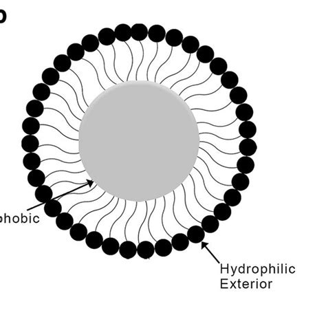 Lipid Based Nanocarriers A Liposome B Micelle C Polymersomes Created Download Scientific