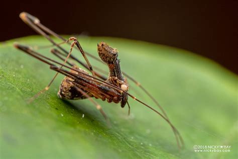 Onenicebugperdaypelican Spider Eriauchenius Sparchaeidaealso Called