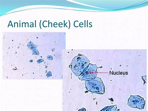Cell Microscope Lab Pptx
