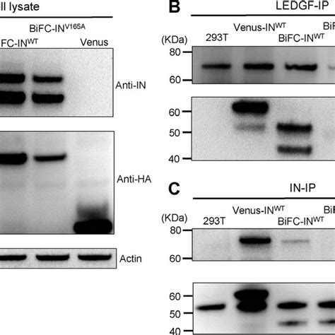 Bifc In Expression System A The Genes Encoding The Venus N Terminus