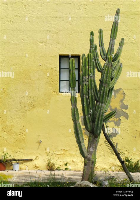 A Cactus Euphorbia Eritrea In A Farmhouse Garden Menorca Stock A Cactus Euphorbia Eritrea In A Farmhouse Garden Menorca Stock
