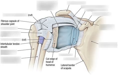 Glenohumeral Joint 2 Diagram Quizlet