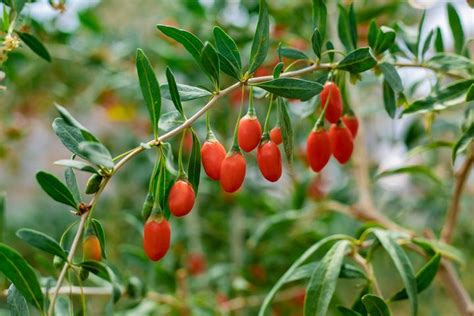 啃完了几十篇文献告诉你，枸杞里最有效的成分竟然是它 知乎