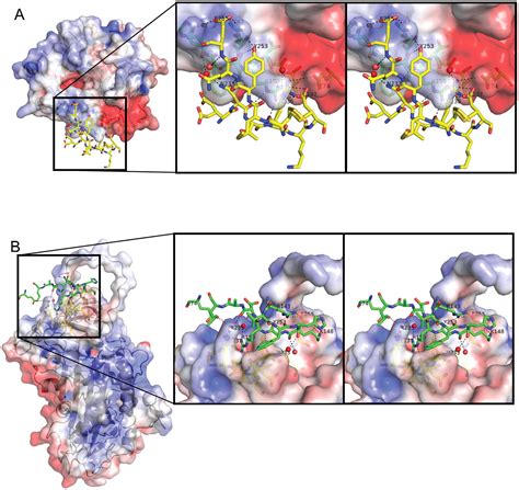 Molecular Basis Of Factor Ixa Recognition By Heparin Activated Antithrombin Revealed By A 17 Å