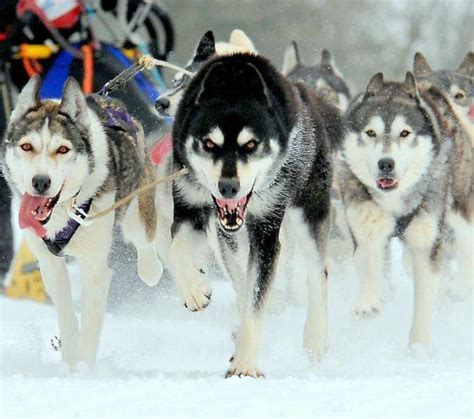 ძაღლები Dzaglebi