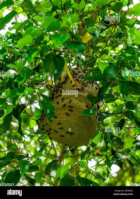 Bee Nest In The Middle Of Leaves On The Branch Of A Tree Stock Photo Alamy