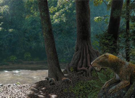 A Sabre Tooth Predator From The Neotropics Cranial Morphology Of