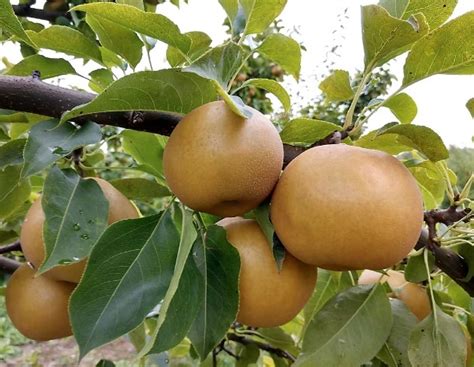 가을열매 종류와 고르는 방법 네이버 블로그