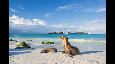 Най добрите дестинации за плуване с делфини Nova Bg