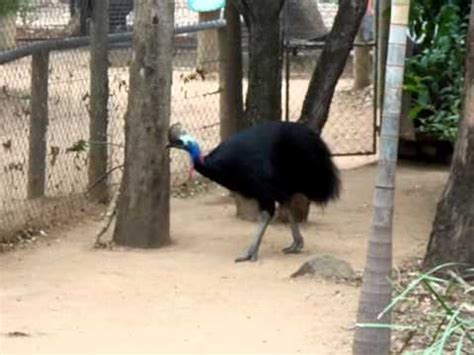 Cassowary Running Youtube