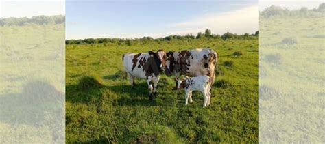 Коровы купить в Донском Животные и зоотовары Авито