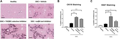 Selective Inhibition Of Integrin αvβ6 Leads To Rapid Induction Of Urinary Bladder Tumors In