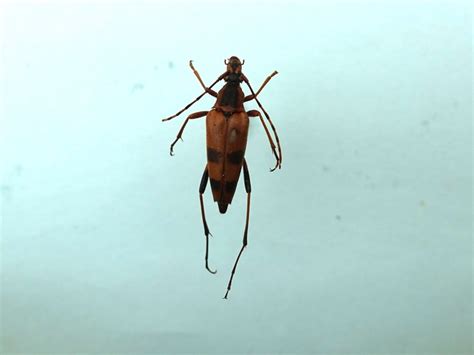 Etorofus Nakanea Vicaria Bates