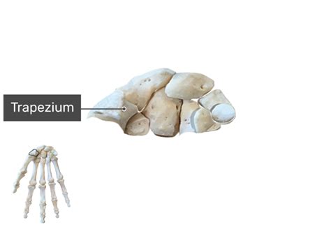 Carpal Bones Anterior Palmar View