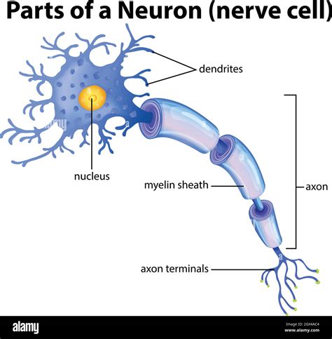 How To Draw Human Nerve Cell