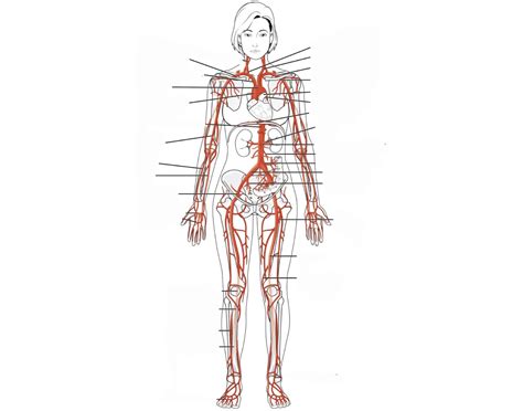 Principal Arteries Of Systemic Circulation System — Printable Worksheet