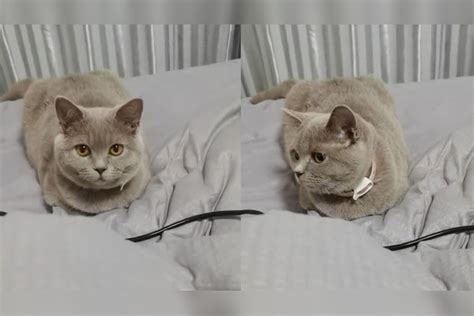 女子凌晨2点还不睡觉，猫咪指了指枕头让她赶紧睡：本喵操碎了心