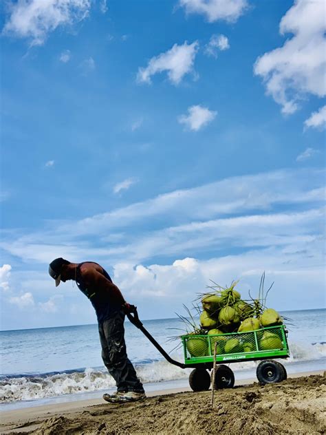 Master Coco Quality Control By Mastercocothecat Passed Farmych