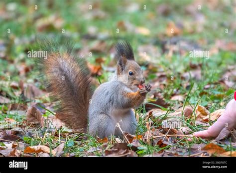 Girl Feeds A Squirrel With Nuts In An Autumn Park Squirrel Eats Nuts From The Girls Hand Stock