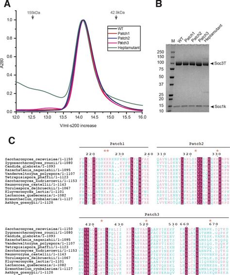 Figures And Data In Structural Basis For Scc3 Dependent Cohesin