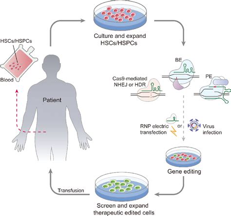 figure 3 from advances in crispr cas gene therapy for inborn errors of immunity semantic scholar