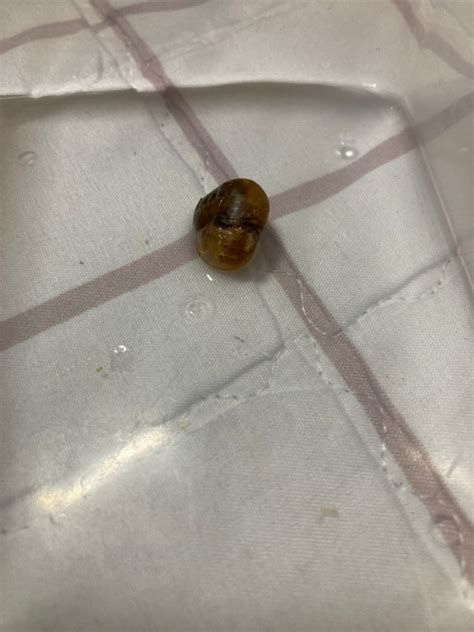 달팽이 겨울잠 지식in