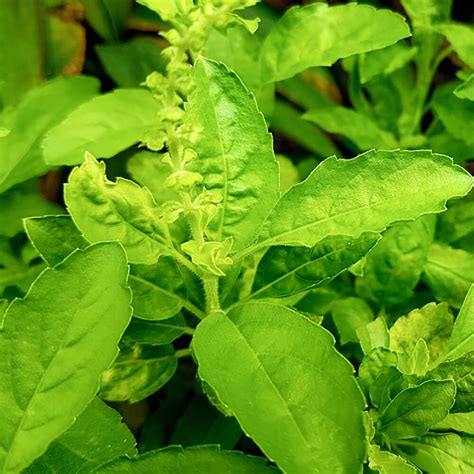 Buy Online Fresh Basil Hot Vegetables In Dubai Freshleaf Uae