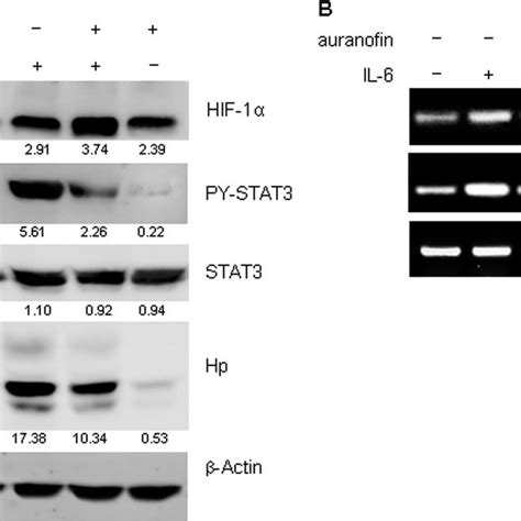 Stat3 Dependence In Hif 1 Regulated Hp Gene Expression A Hepg2 Cells Download Scientific