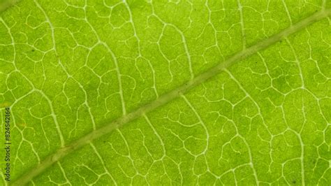 Cell Structure View Of Leaf Surface Showing Plant Cells For Education Green Leaves Of Plant Or