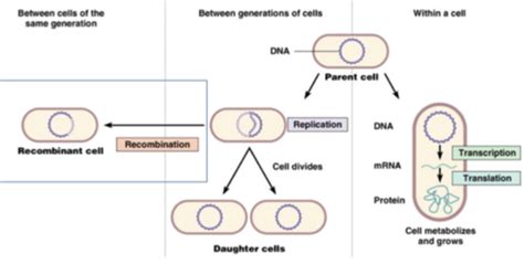 Lecture 32 Bacterial Genomics And Biotechnology Flashcards Quizlet