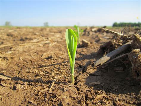 Grain Crops Update Price Risk Management For Corn Soybeans And Wheat