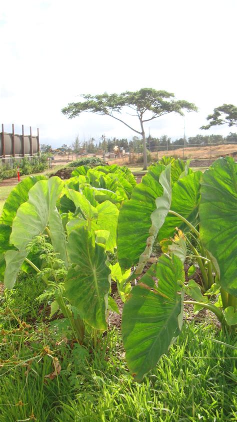 Kes Outdoor Learning Center Native Hawaiian Plants