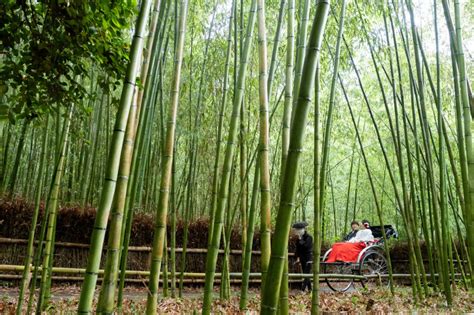 竹林で人力車 撮影日2020年6月28日 嵐山 京都 美翔苑KYOTO BISHOUENの撮影レポートPhotorait