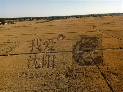 稻梦空间