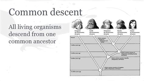 Word Bank Pg 3 Evolution Ancestor Phylogeny Morphology Ppt Download