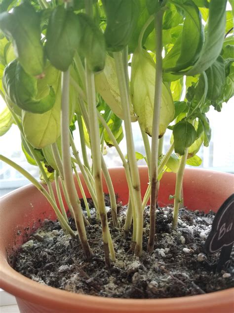 Diagnosis Does My Basil Have Fusarium Wilt Gardening And Landscaping