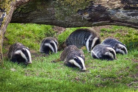 Eurasian Badger Facts