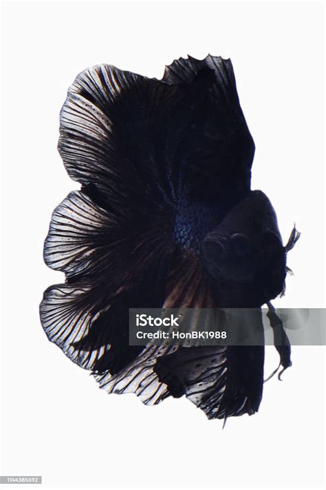 베타 피쉬 샴 파이팅 피시 화이트 배경에 고립 된 베타 하프 문 0명에 대한 스톡 사진 및 기타 이미지 0명 가축 감금 상태 Istock