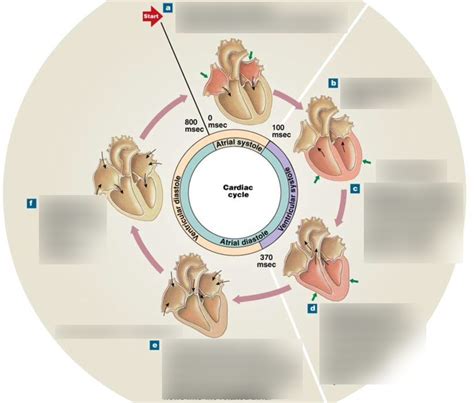 Diagram Of Cardiac Cycle Quizlet