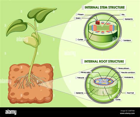 Non Vascular Plants Diagram