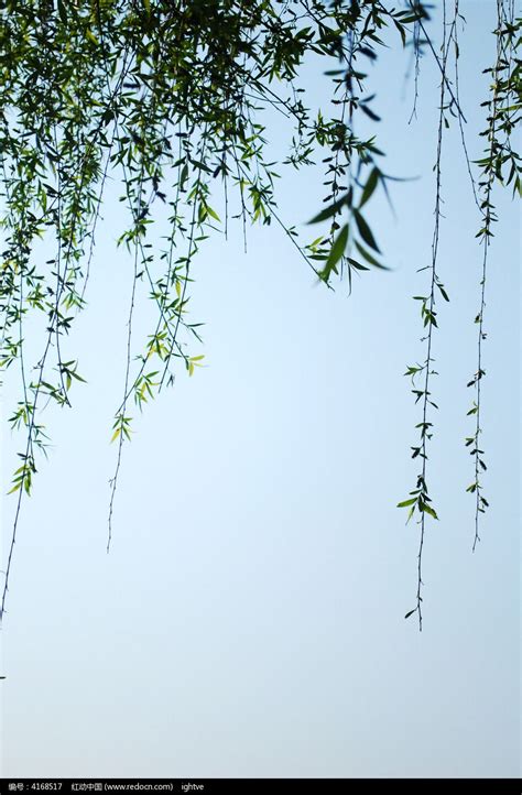 柳枝高清图片下载 红动中国