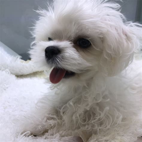 일산 2021 0244 말티즈 우유 책임분양 파양 티컵강아지분양 닥스훈트분양 랙돌분양 귀여운고양이 털안빠지는고양이 페르시안친칠라성격 부산강아지보호소 강아지배변훈련