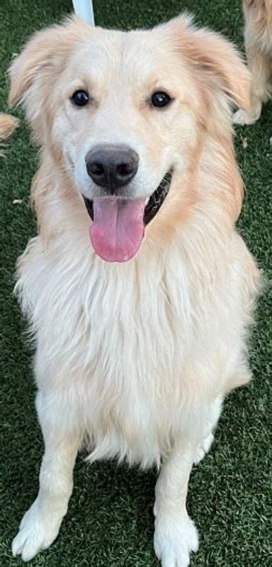 The Border Collie Golden Retriever Mix Meet The Breed