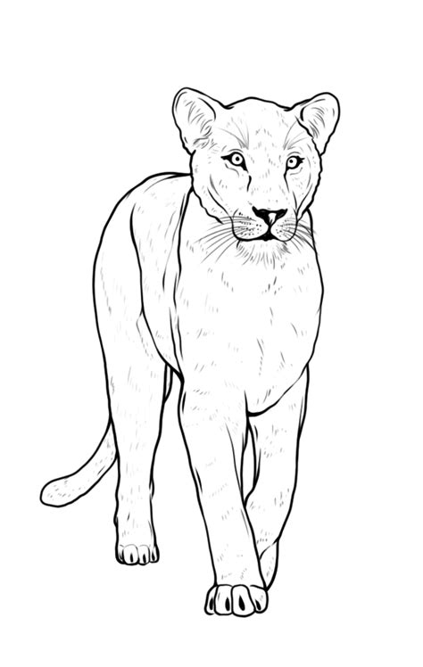 Learndrawing How To Draw A Lioness